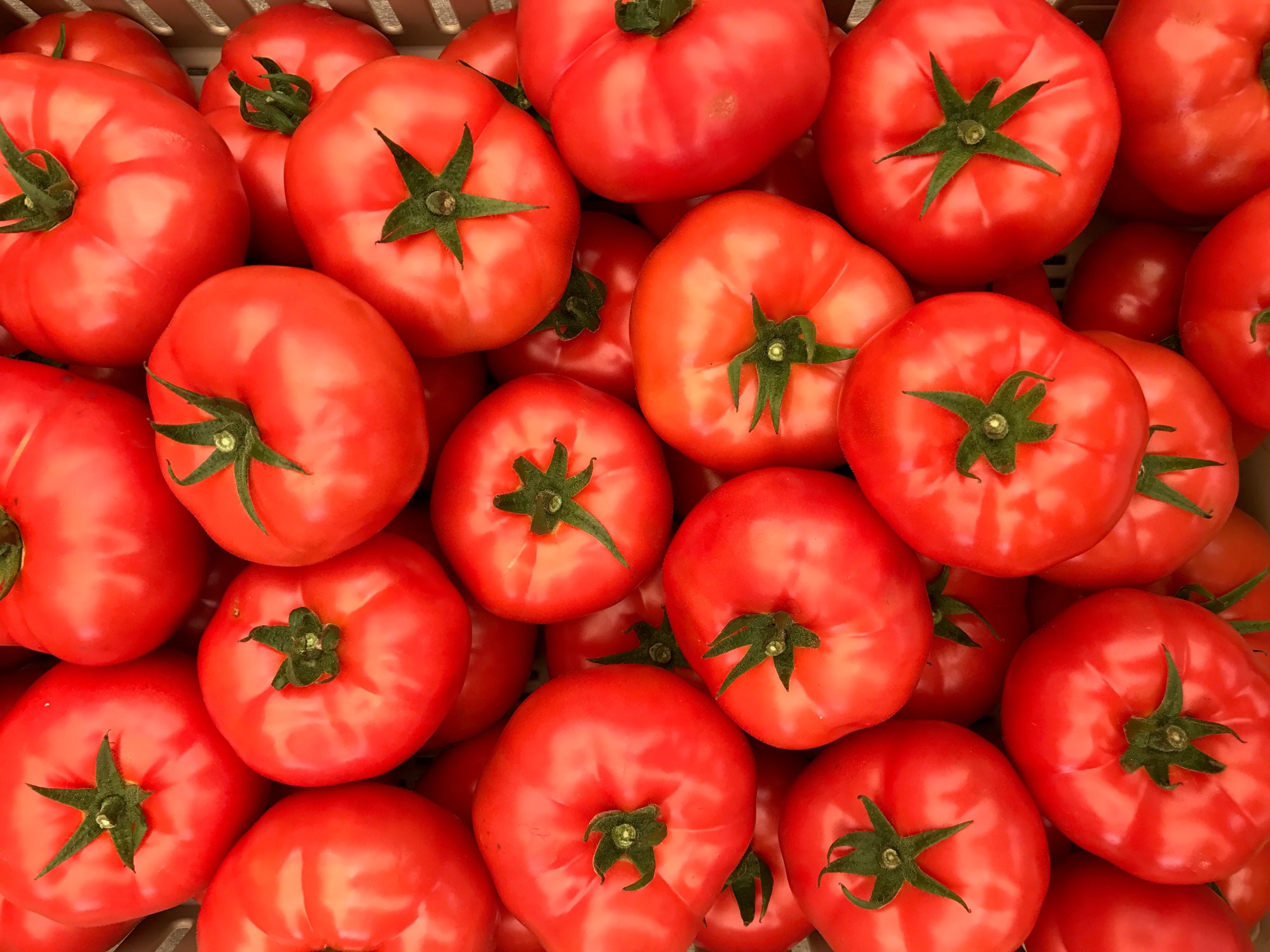 Dassi Family Farm | Local Organic Tomatoes & Basil