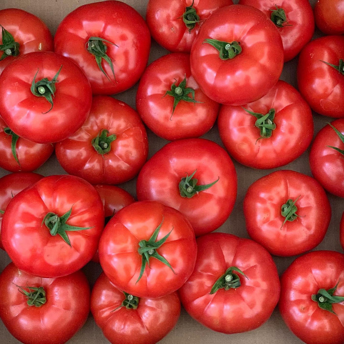 Dassi Family Farm | Local Organic Tomatoes & Basil